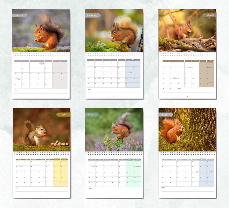 Red Squirrel Calendar 2026: Monthly Wall Calendar with Notes, opens to ...