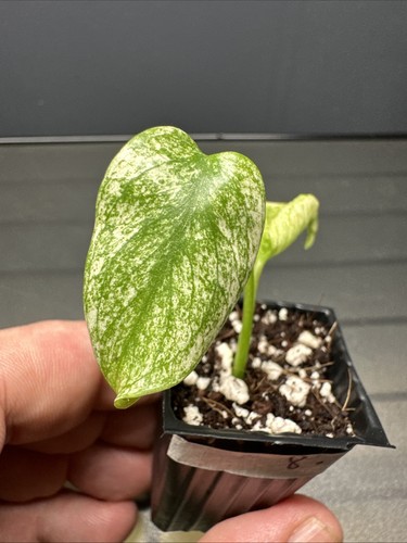 Monstera Deliciosa Mint Variegata Large Form#8 | eBay UK