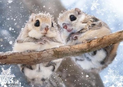 108 pieces jigsaw puzzle Urufuwa Russian Flying Squirrel (18.2 x 25.7 ...