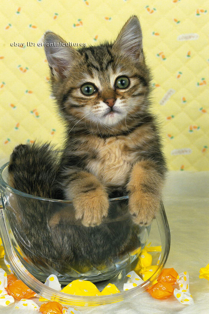 Chinese 100% real natural silk thread,su hand embroidery kits:cute ...