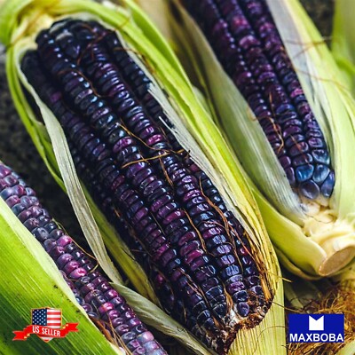 15 Corn Fresh Seeds - Blue Hopi Non-GMO Heirloom Vegetable | eBay