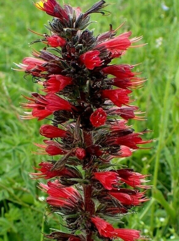 Echium Russicum-AMOENUM "Red Feathers" 20 Seeds | eBay UK
