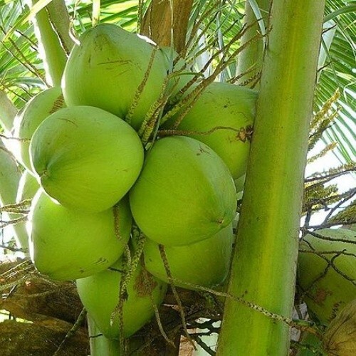 Sprouted Dwarf Green Malayan Coconut 6–8” Tall – Rare, Fresh, Costa ...