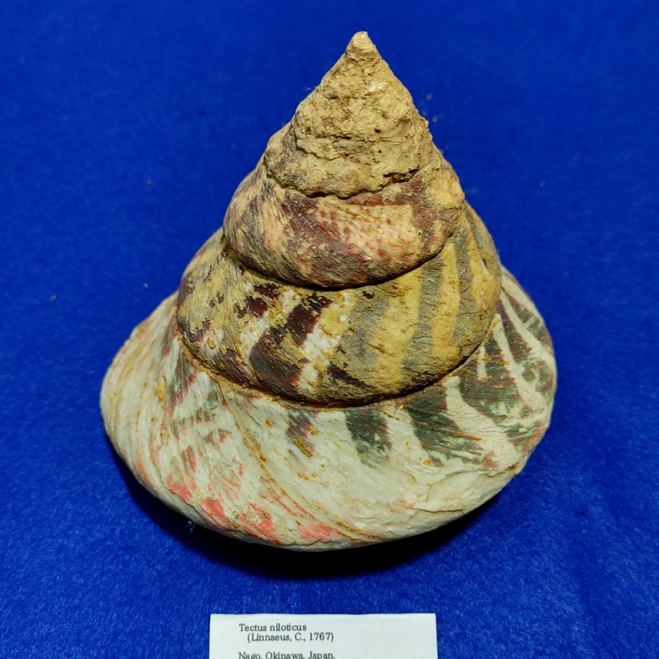 Tectus niloticus 100mm Top Turban Shell Sea shells | eBay