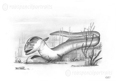 EEL (Anguilla Anguilla) Pencil Drawing Art Print Fishing Signed Robin ...