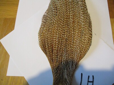 genetic cock cape barred ginger hackle feathers fly tying | eBay