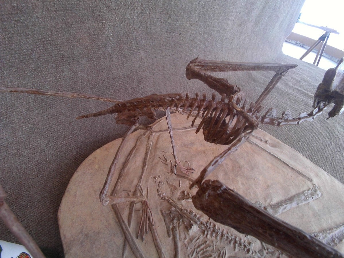 Pteranodon Fossil