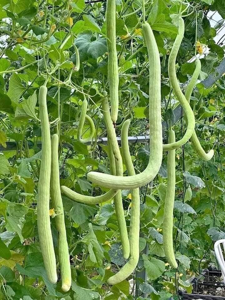 30 Armenian Cucumber Khakri Metki Pale yard long Cucumber Cucumis melo ...