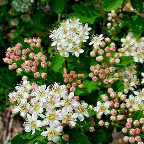 30 DWARF NINEBARK SEEEDS - Physocarpus opulifolius 'Nanus' | eBay UK