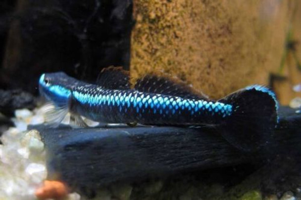 Black And Neon Blue Fish