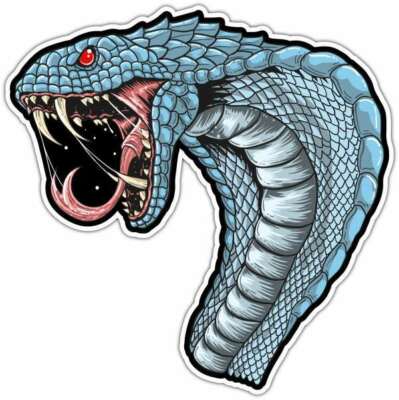 Cobra Snake Attacking Reptile Car Bumper Vinyl Sticker Decal 4.6" | eBay