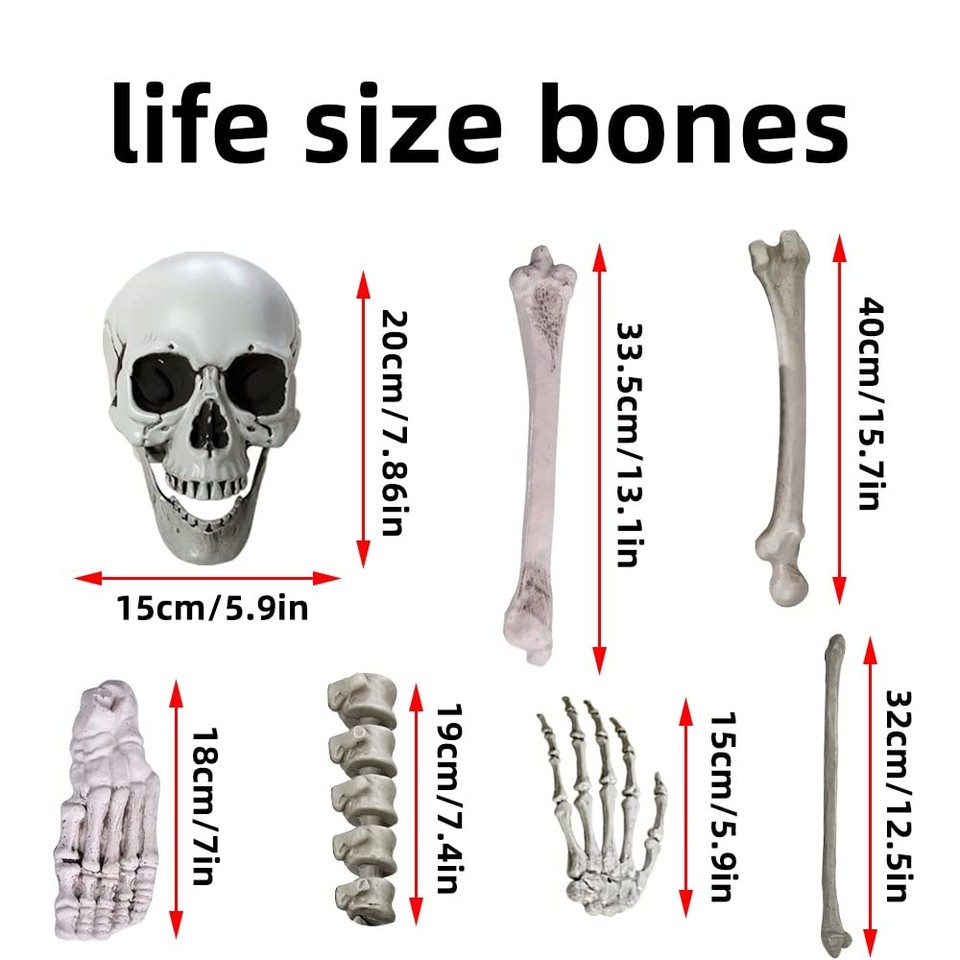 Halloween Skeleton Bones Realistic Looking Skulls Human Skeleton For ...
