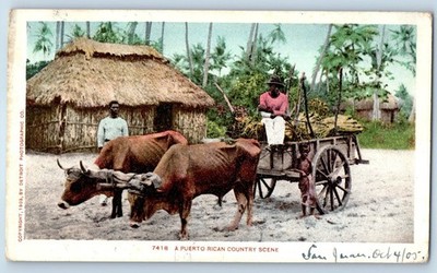 Puerto Rico Postcard Buffalo Carriage A Puerto Rican Country Scene 1905 ...