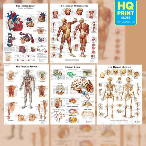 HUMAN ANATOMY MEDICAL ANATOMICAL EDUCATIONAL POSTER PRINTS | A4 A3 A2 ...
