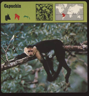 Capuchin Safari Cards Rencontre Mammals | eBay