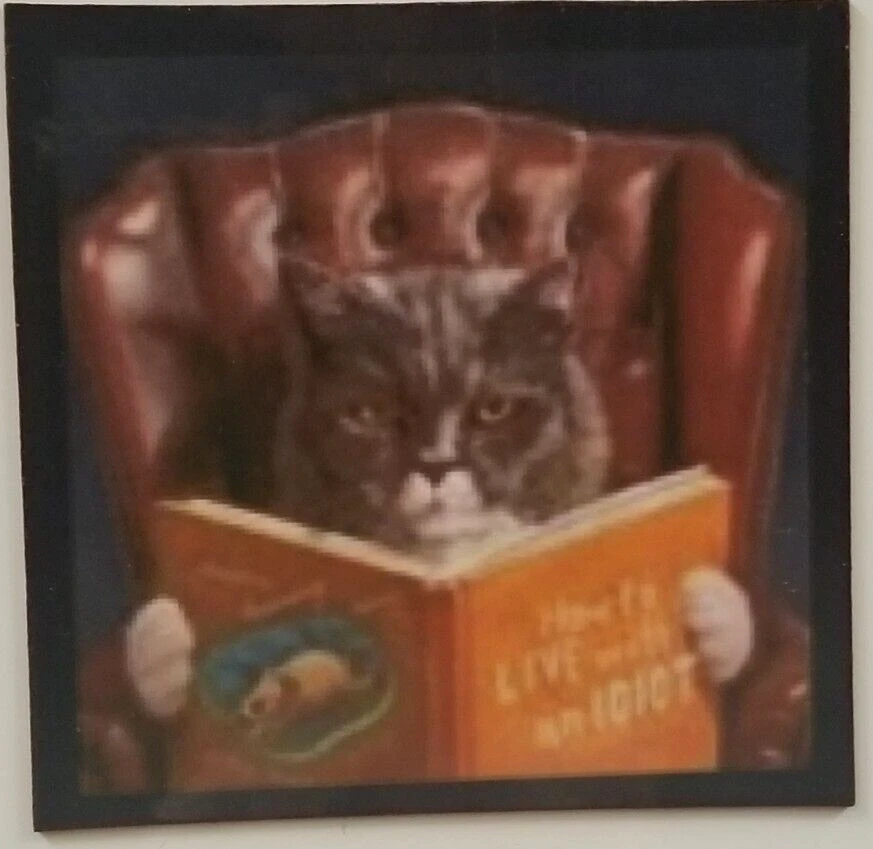 Cat Reading A Book Gif