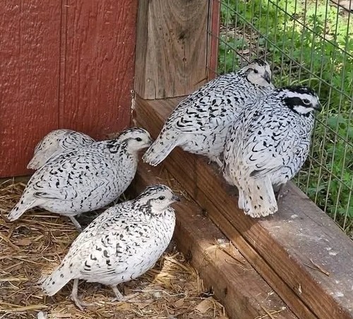 20+ Snowflake Bobwhite Quail Eggs | eBay