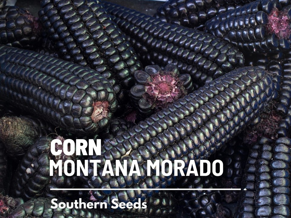 Morado Montana Maize Seeds, Heirloom Corn Variety, Zea mays, USA Grown ...