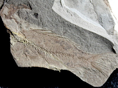 Serranus sp - Oligocene fossil fish | eBay