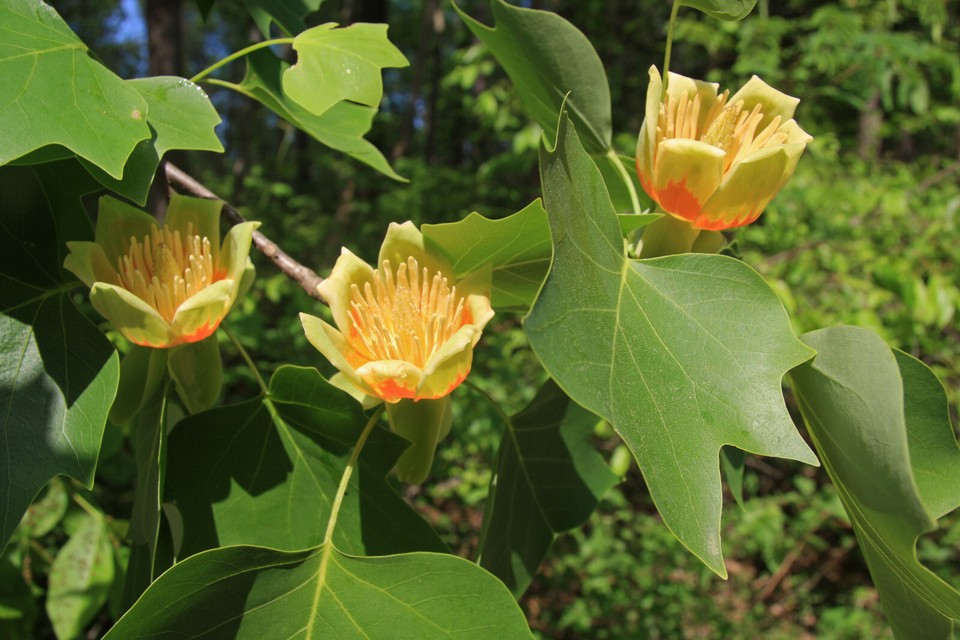 Tulip Poplar | Small Tree Seedling | The Jonsteen Company | eBay