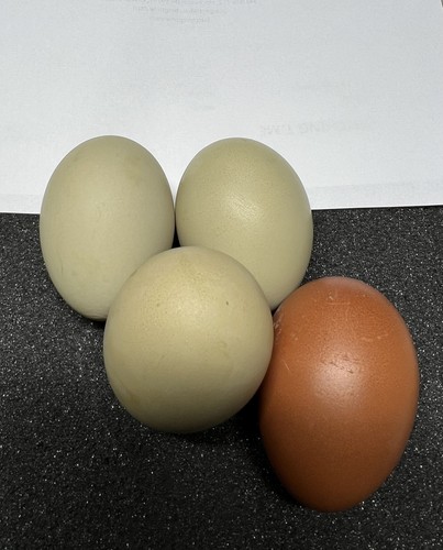 10+ Olive Egger Back Crossed Hatching Eggs | eBay
