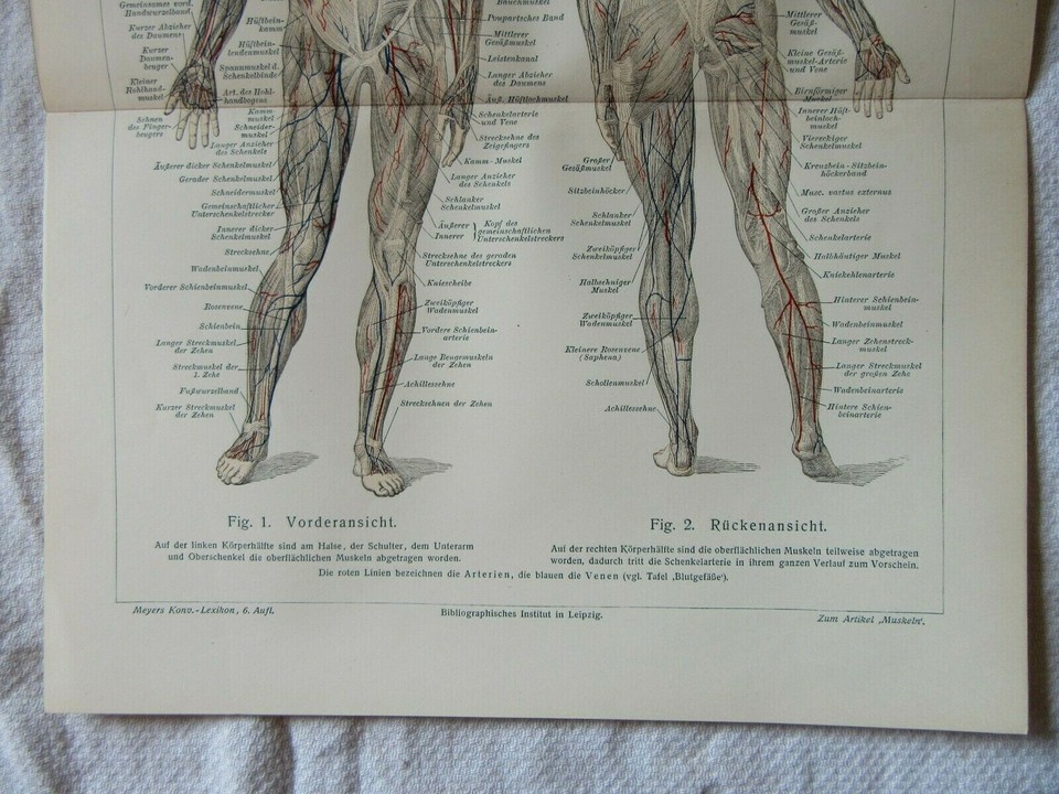 c1895 THE HUMAN MUSCLES - Muscular Diagram - German Antique Engraving ...