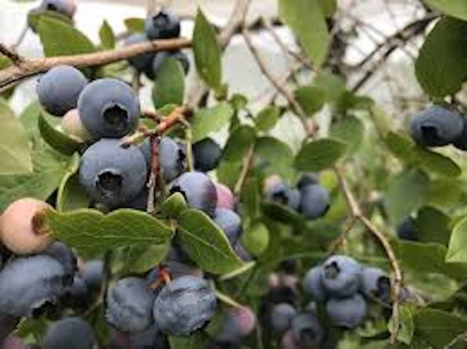 10 Top Hat Dwarf Blueberry Vaccinium angustifolium Starter Plant Fruit ...