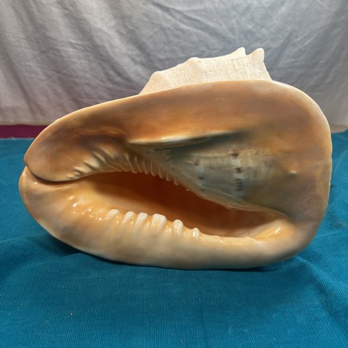 Giant Horned Helmet Queen King Conch Shell Seashell 10.5" X 7" X 7 1/2 ...