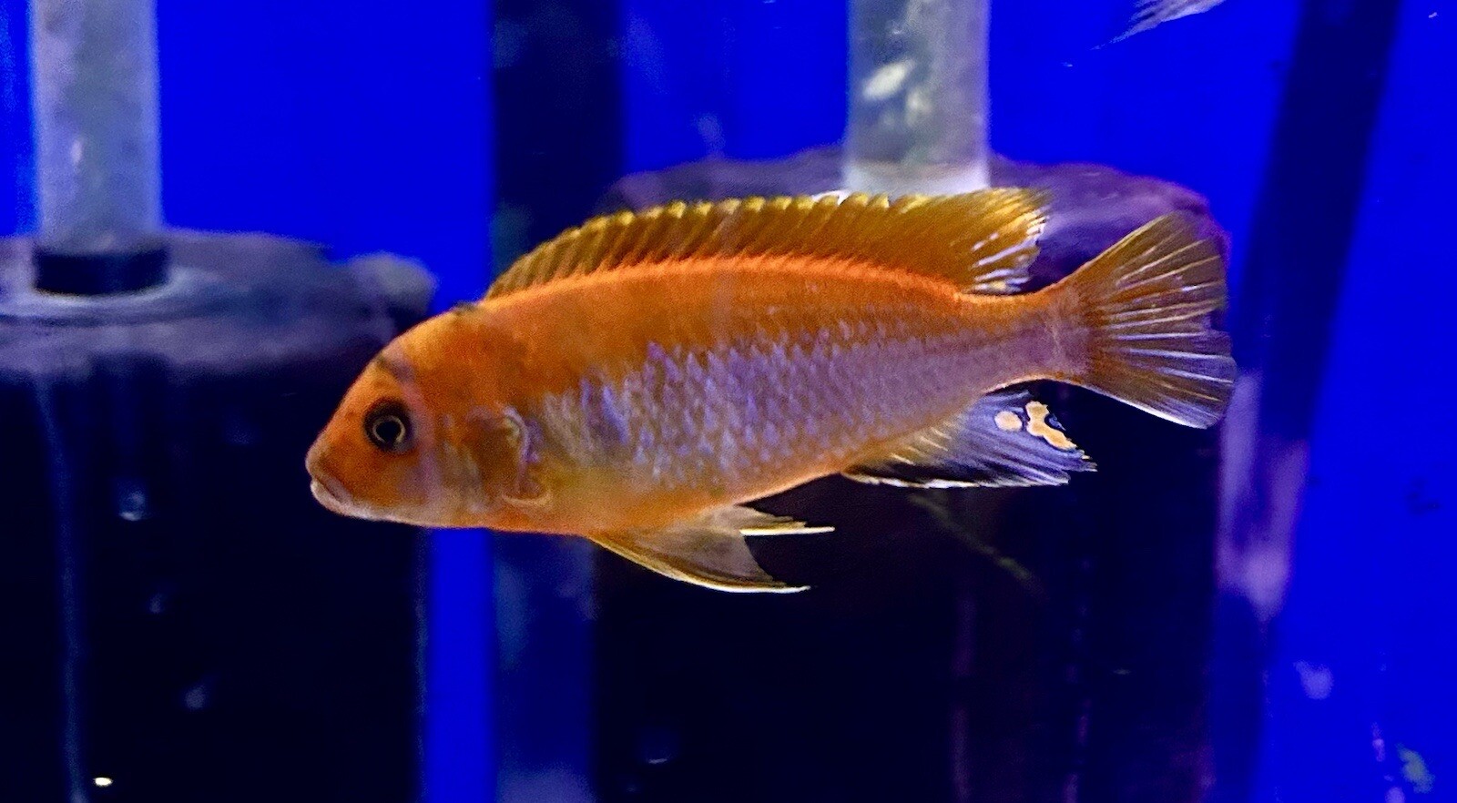 Live Fish (3) Swedish Red Top Labidochromis Hongi 1.5”+ Mbuna African ...