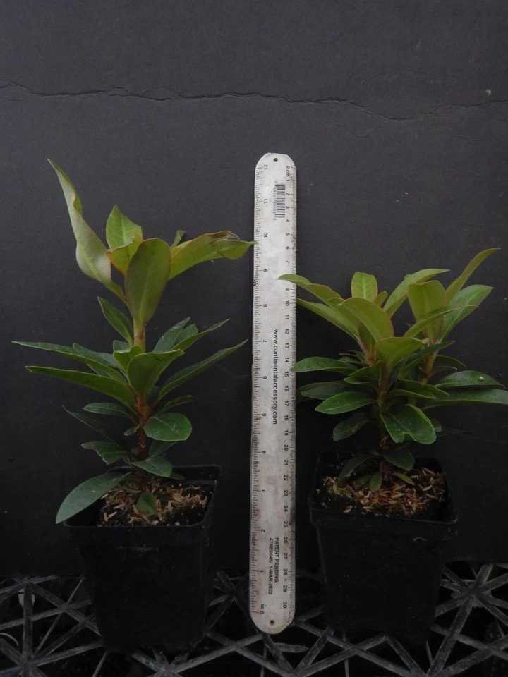 HONEY BUTTER Azalea Rhododendron Deciduous STARTER Plant a Beautiful ...