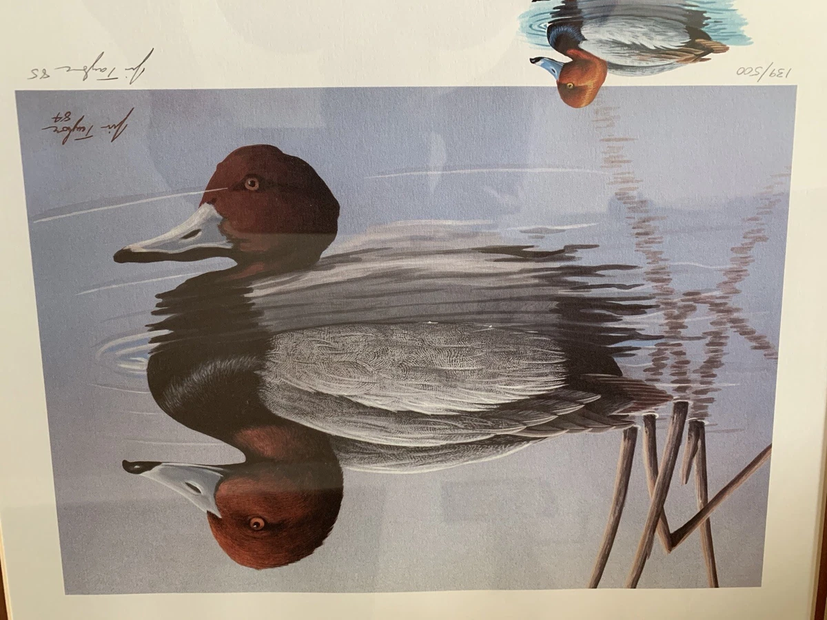 Redhead Duck Mount Ideas