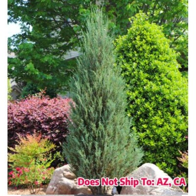 Evergreen Skyrocket Juniper Tree in 1galPot Outdoor Rocky Mountain ...