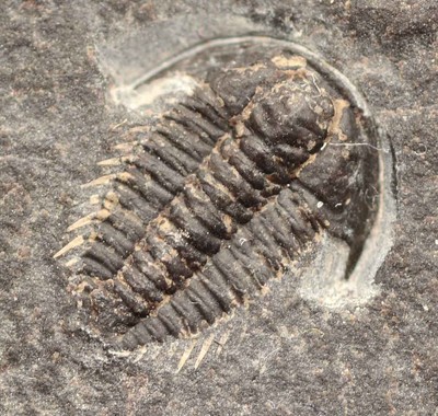 PARABOLINA ANGUSTA UPPER CAMBRIAN Trilobite Russian NEW | eBay