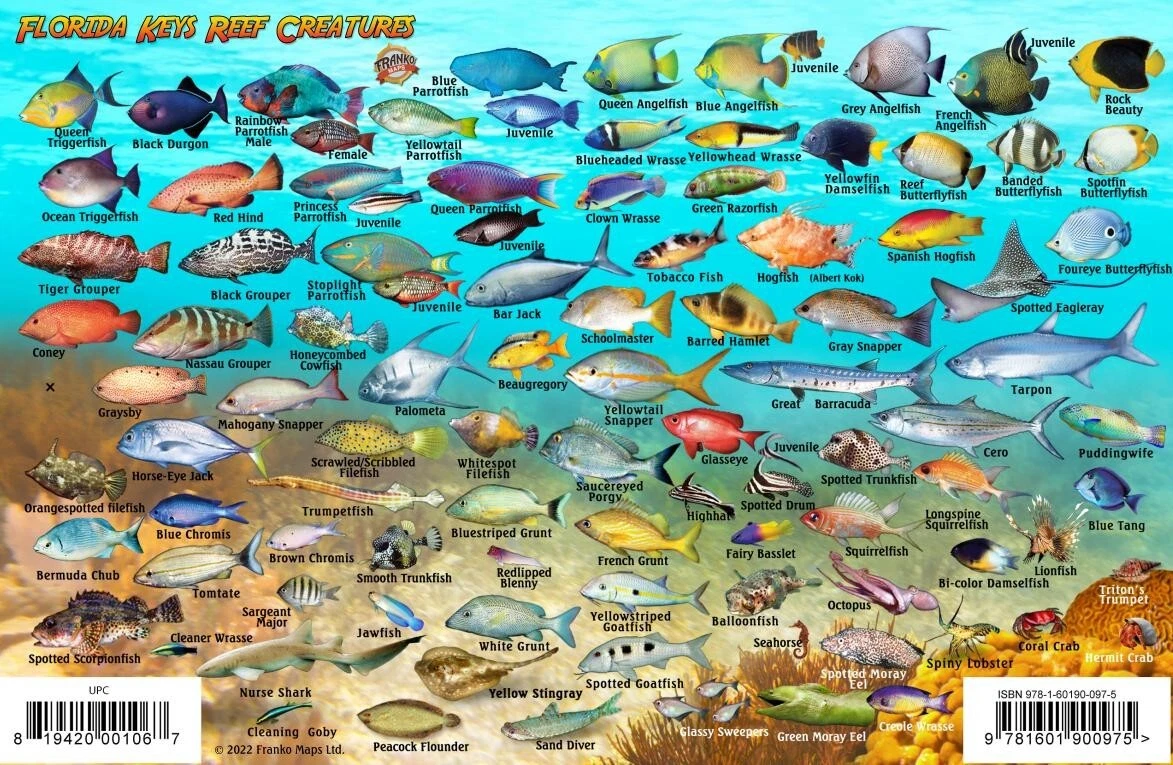 Reef Florida Keys Charts
