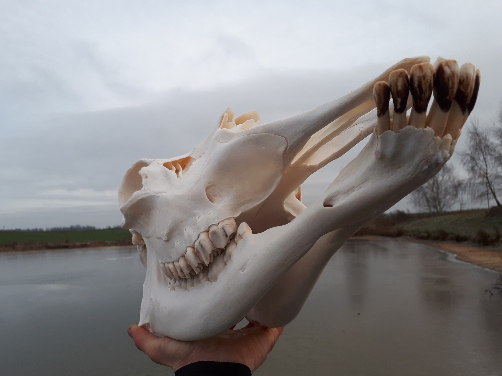 WILD MOOSE Alces americanus SKULL TAXIDERMY | eBay