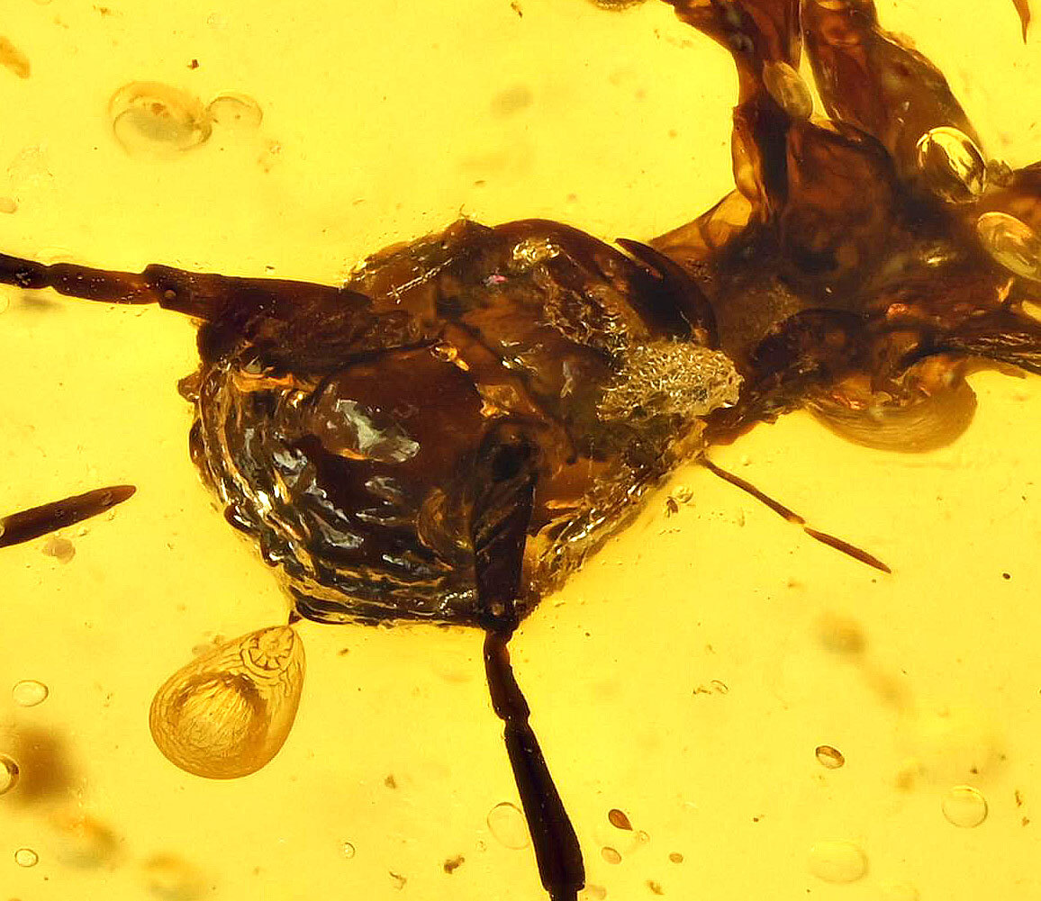 Extinct Sphecomyrma Ant, Fossil Inclusion in Burmese Amber | eBay
