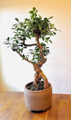 Ginseng Ficus Bonsai (10 Year Old Tree) Live Potted Plant 20” Hight. | eBay