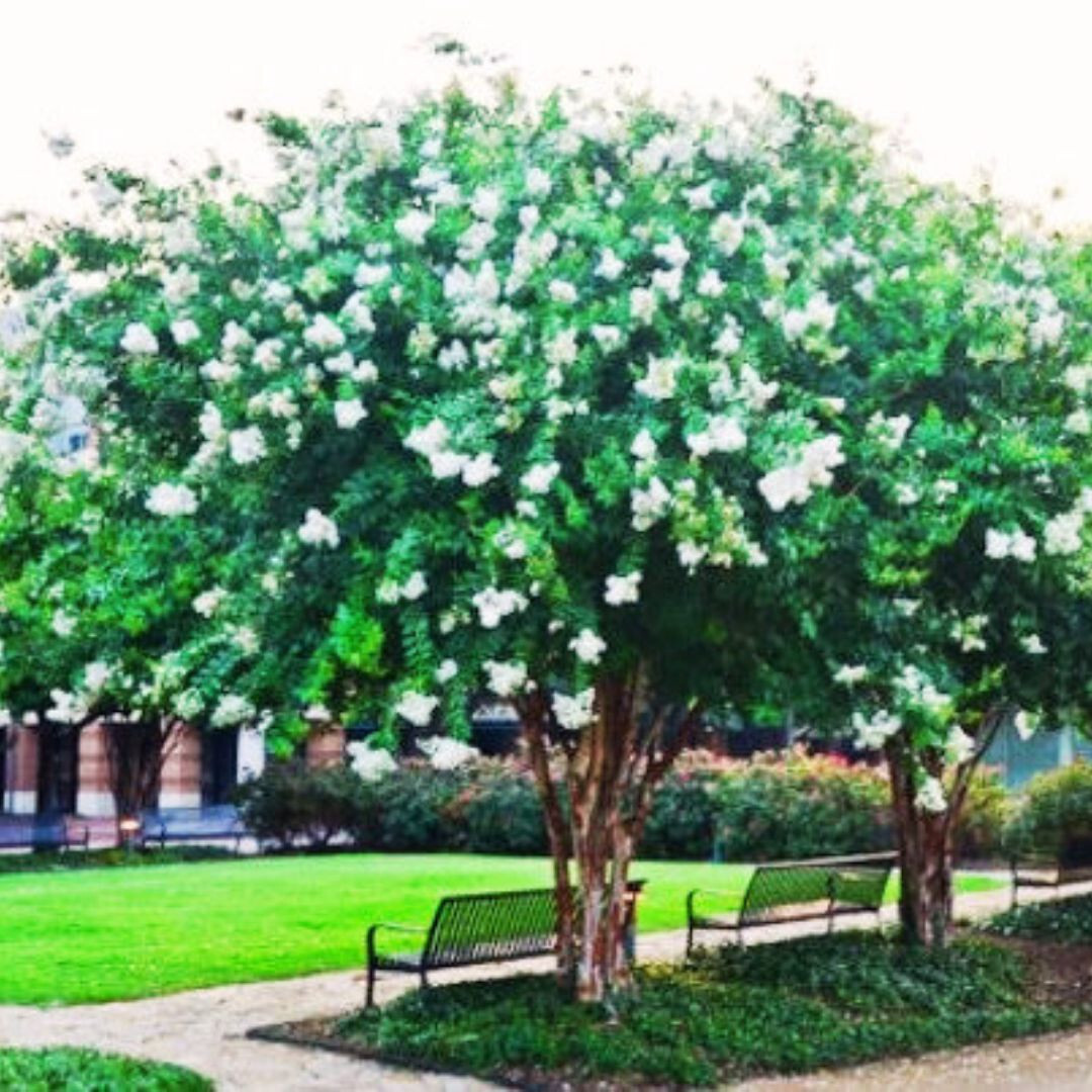 4-6 Foot White Natchez Crape Myrtle Tree - Bare Root - FREE SHIPING ...