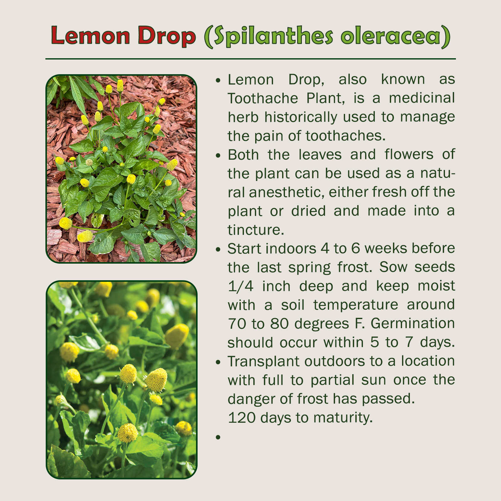 100 Lemon Drop Seeds, Spilanthes oleracea, Toothache Plant, Non GMO ...