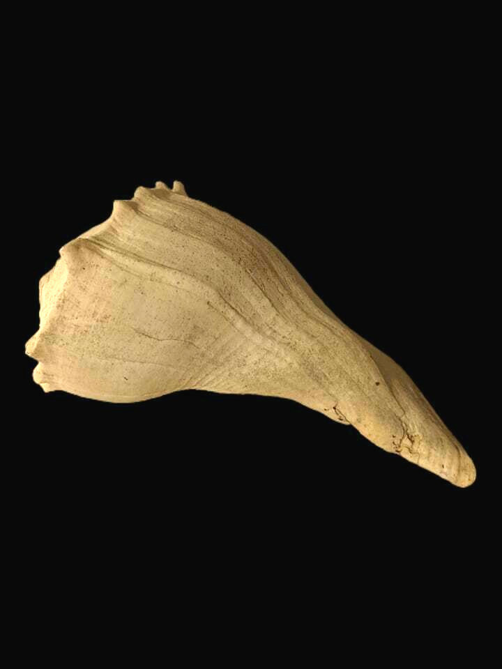 Lightening Whelk Trumpet Seashell Large Conch Huge Shell Large 11" | eBay