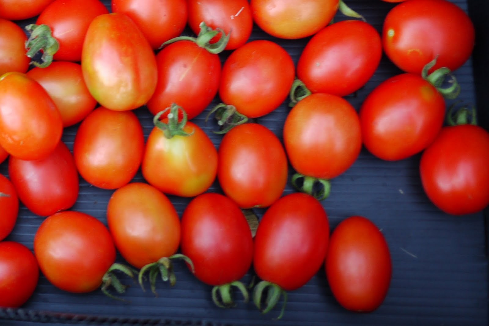 Principe Borghese Tomate - 5+ Samen - ITALIENISCHE TOMATE SPEZIALITÄT ...