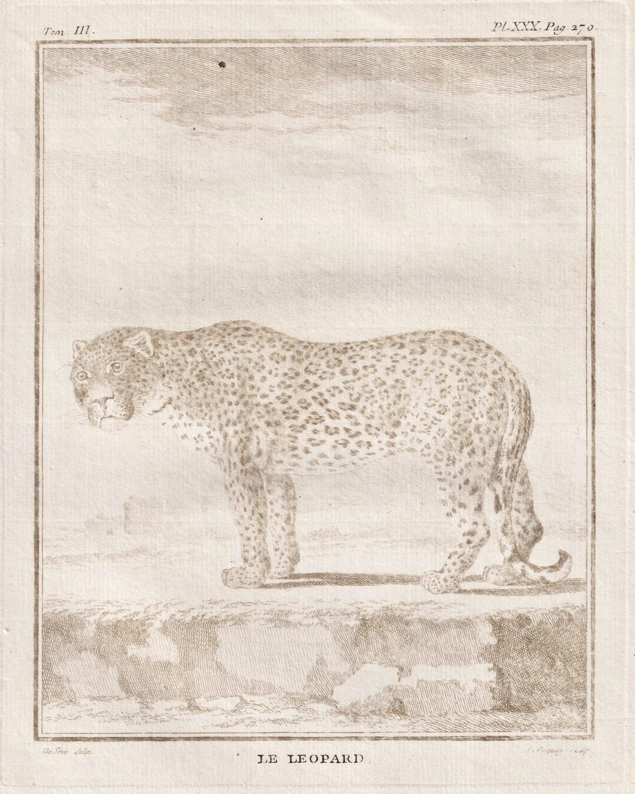 Leopard Panther Big Cat Animals Engraving Bistre Copper Engraving ...