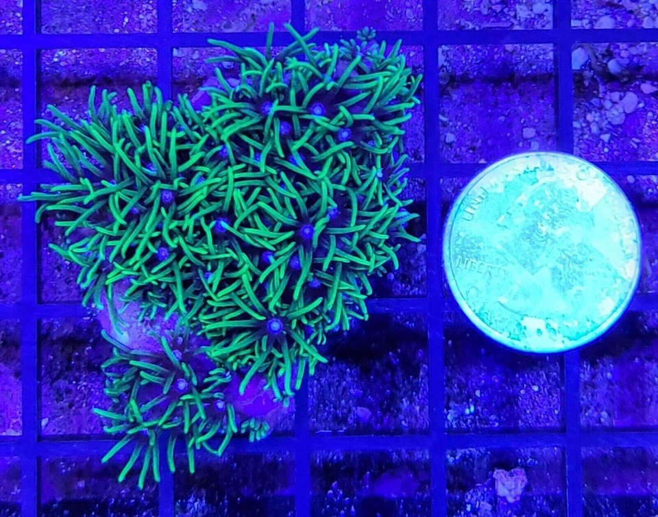 Chunky Frag of Bright Green GSP Green Star Polyps Free 2 Day FedEx ...