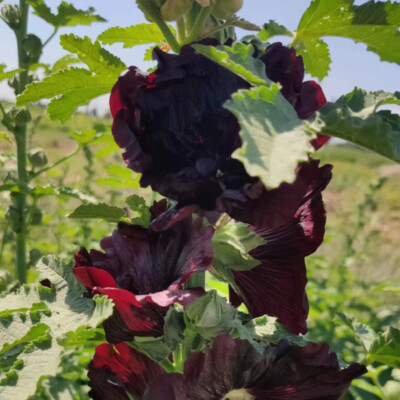 200 Alcea Rosea Dark Red Hollyhock Flower Seeds / Perennial | eBay