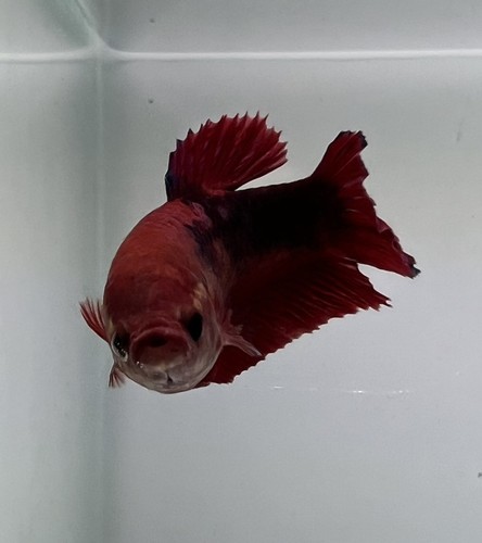 Live Betta Fish High Quality Female Red Cooper FCCP Plakat HMPK-USA ...