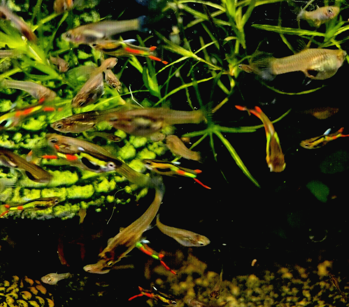 Key Lime/Lime Green Endler's - 3 PAIR's total (2 Pairs + 1 Free Pair ...