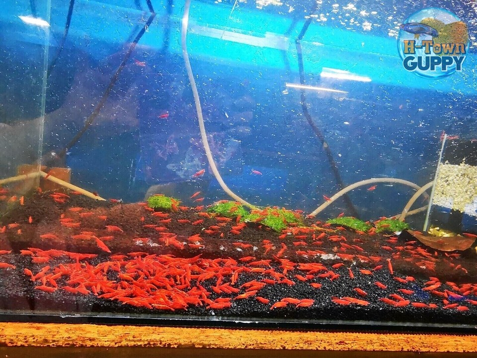 10+1 Fire Red Cherry - Freshwater Neocaridina Aquarium Shrimp. Live ...