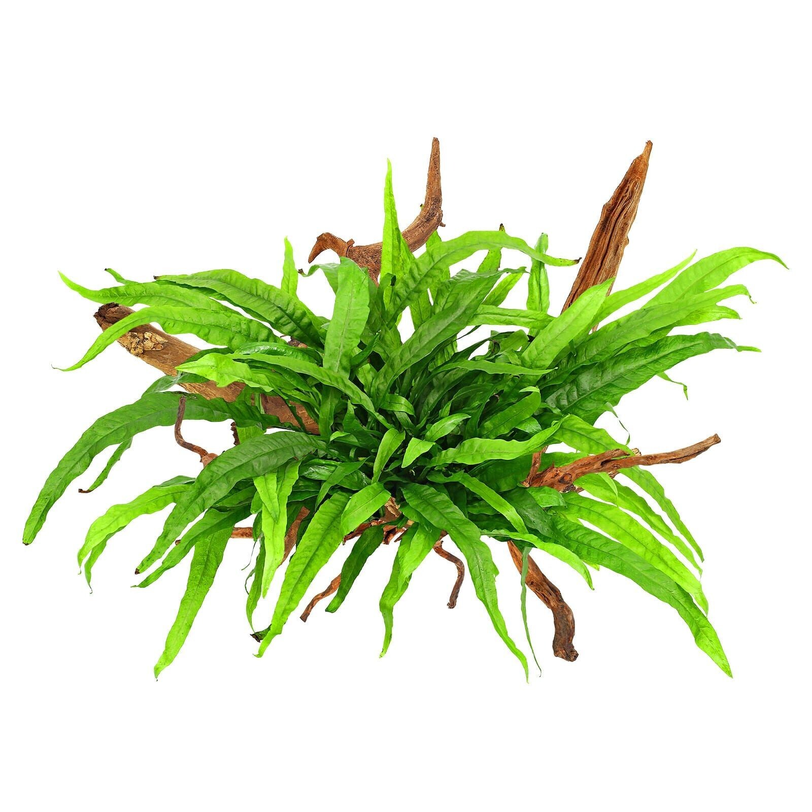 JAVA FERN NARROW BEAUTIFUL TROPICAL OXYGENATING HEALTHY AQUARIUM PLANTS ...