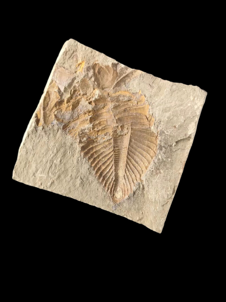 Trilobite Fossil Primitive Stone Specimen Ancient Marine Fossil Crown ...