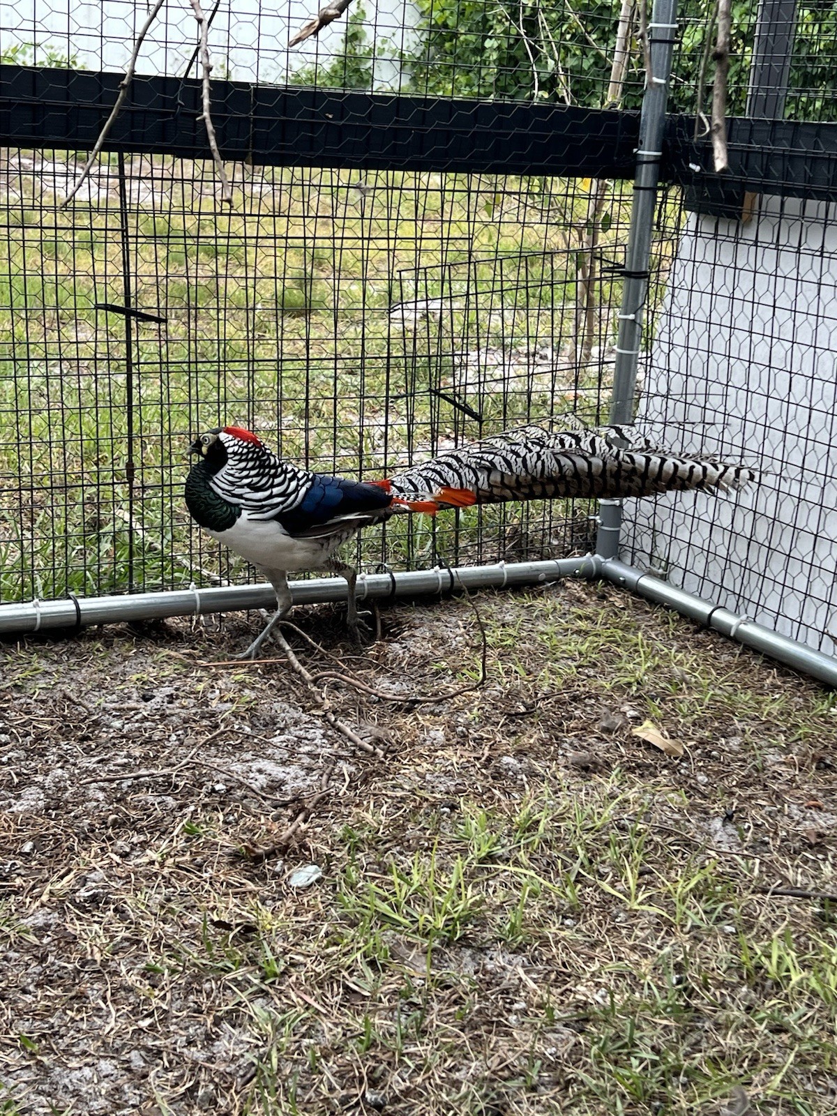 6 Lady Amher Pheasant Hatching Eggs Top Quality Bloodlines. Proven ...